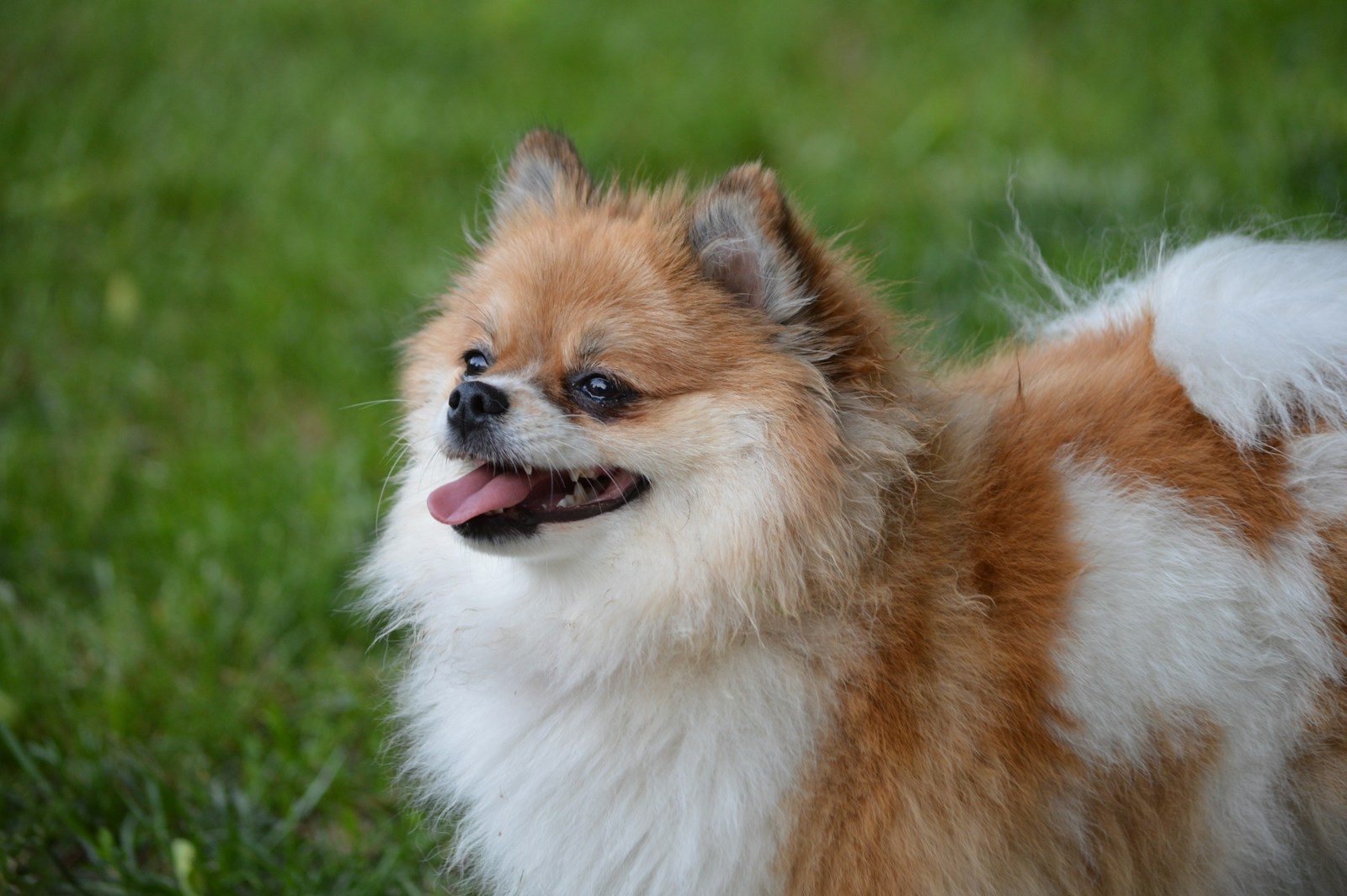 5 dog breeds often described as extremely independent