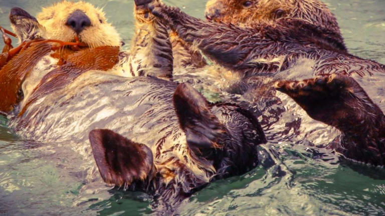 ¿Cuánto cuesta tener una nutria en México? Los miles de pesos que ...