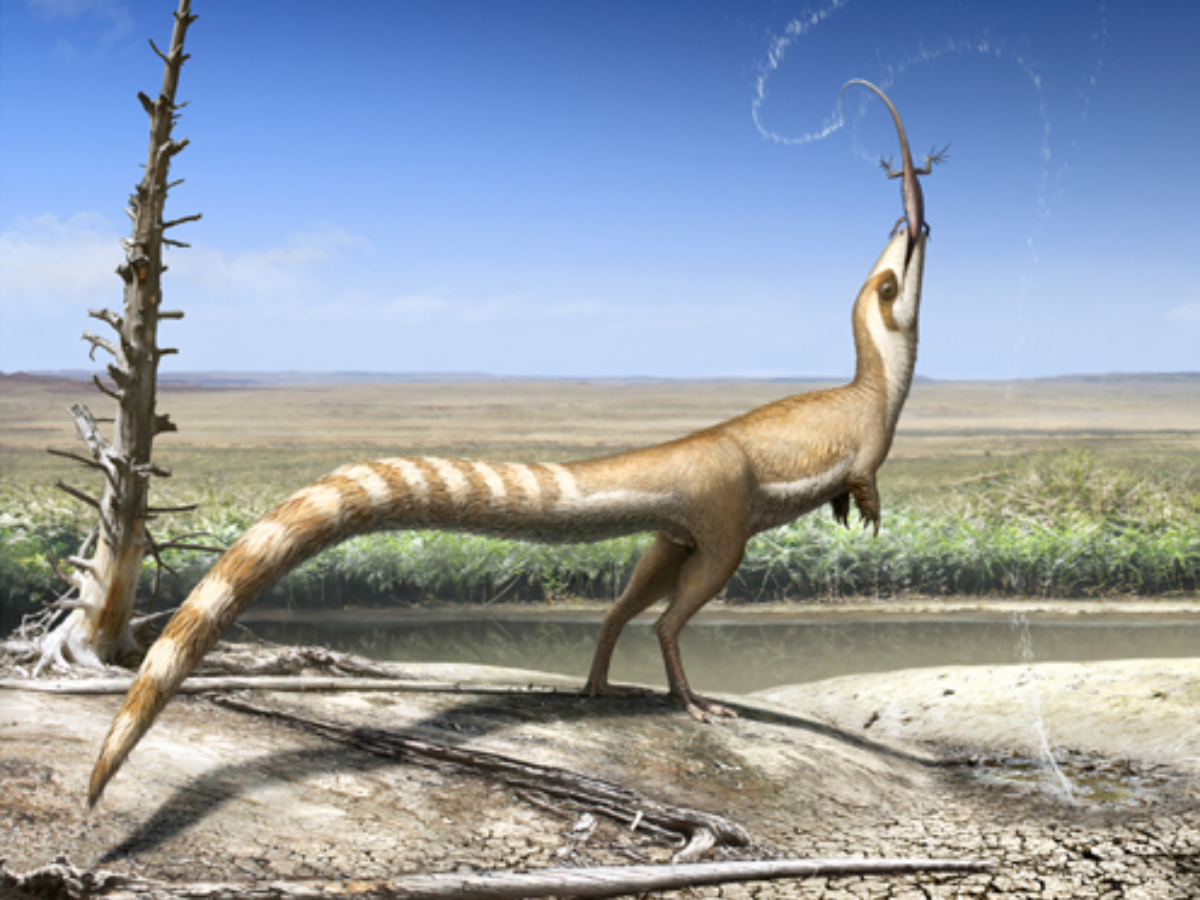 In 2010, fossil feathers under a microscope revealed dinosaur colours ...