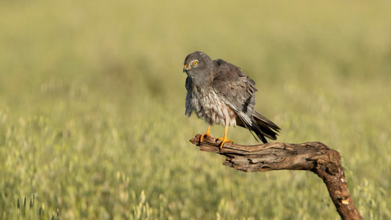A tiny falcon just logged a brand-new breeding range in South America ...