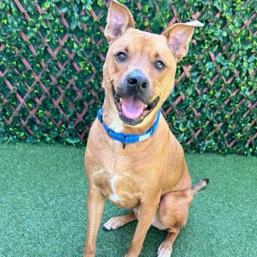 WPBF to the rescue: Helping animals find forever homes
