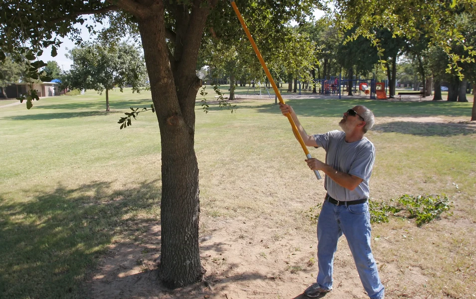 Level up your tree trimming game with pole saws