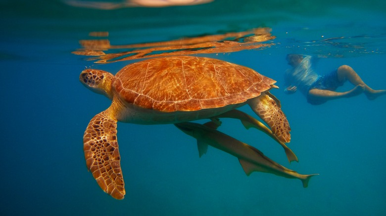 Top snorkeling spots in St. John