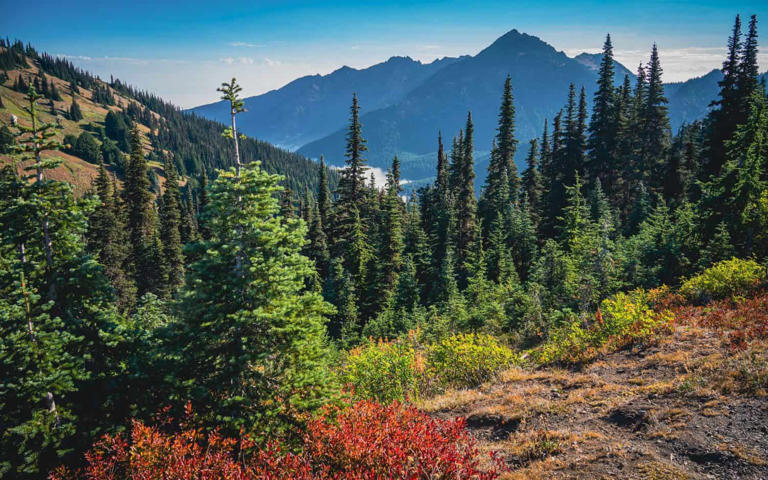 Indigenous lands protect wildlife better than many government parks ...