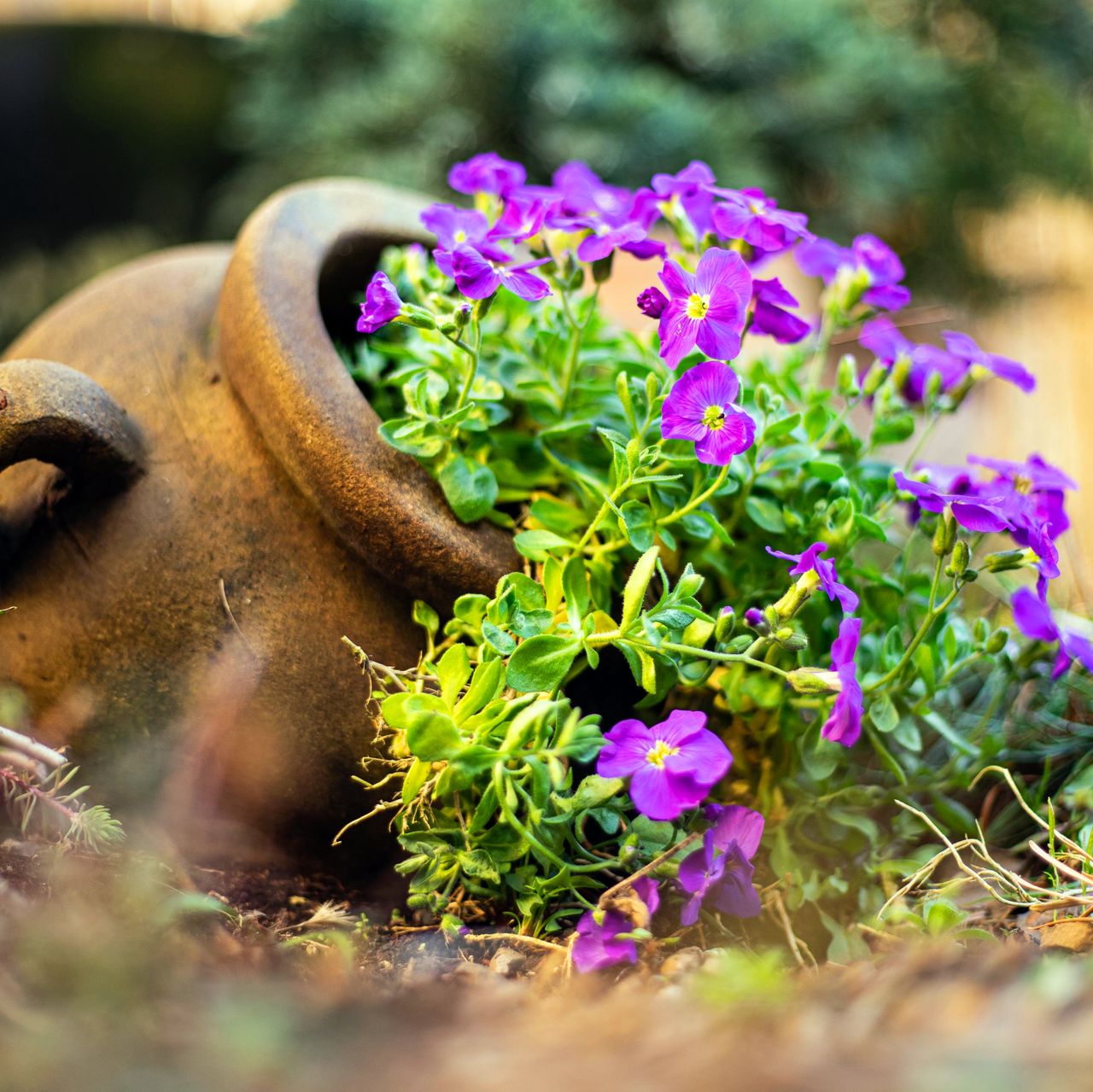 10 creative ideas to turn cheap grocery-store bedding plants into ...