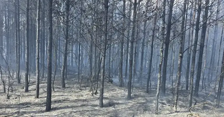 Pożar lasu w powiecie chojnickim. Z ogniem walczyły 33 zastępy straży ...