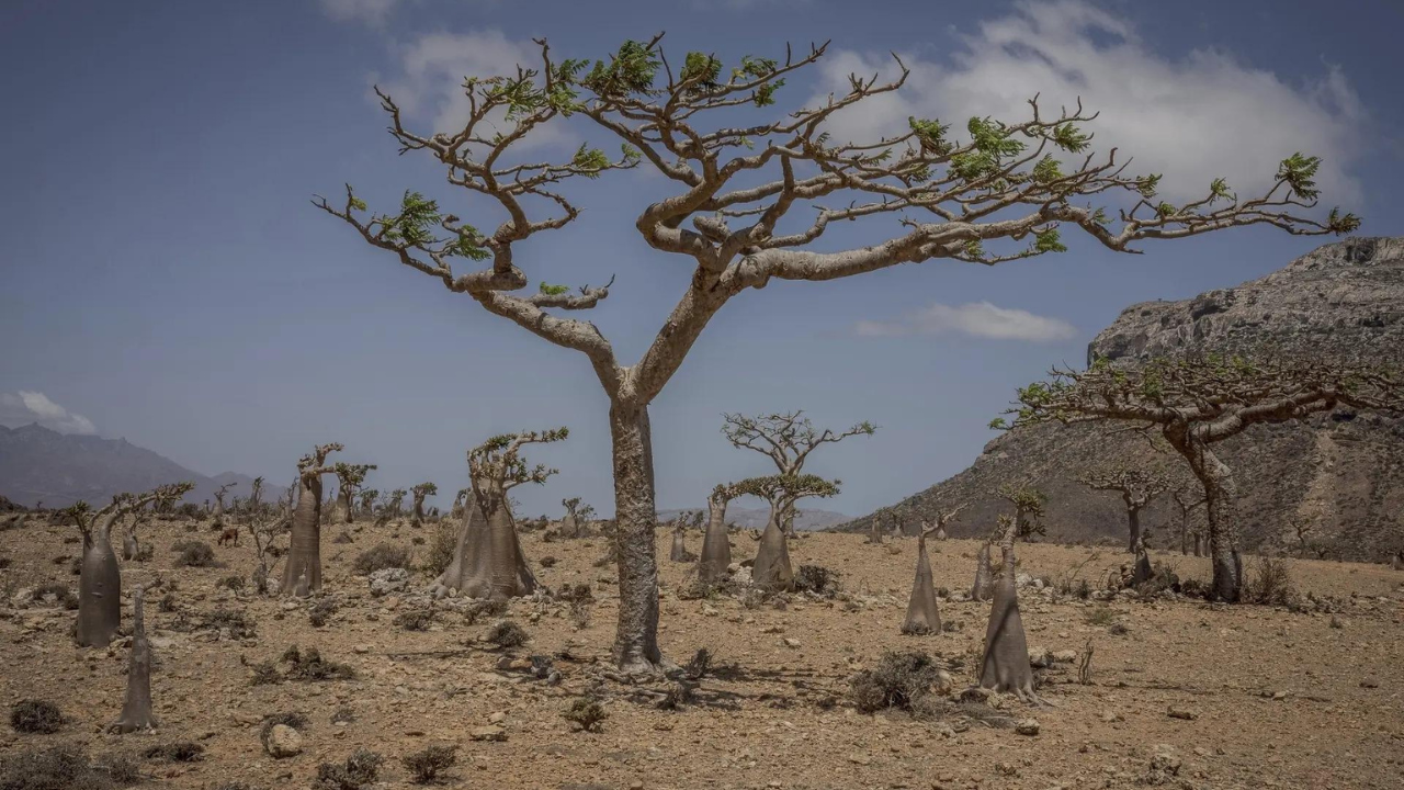 Worsening climate change main culprit behind India's extreme heat: UN ...