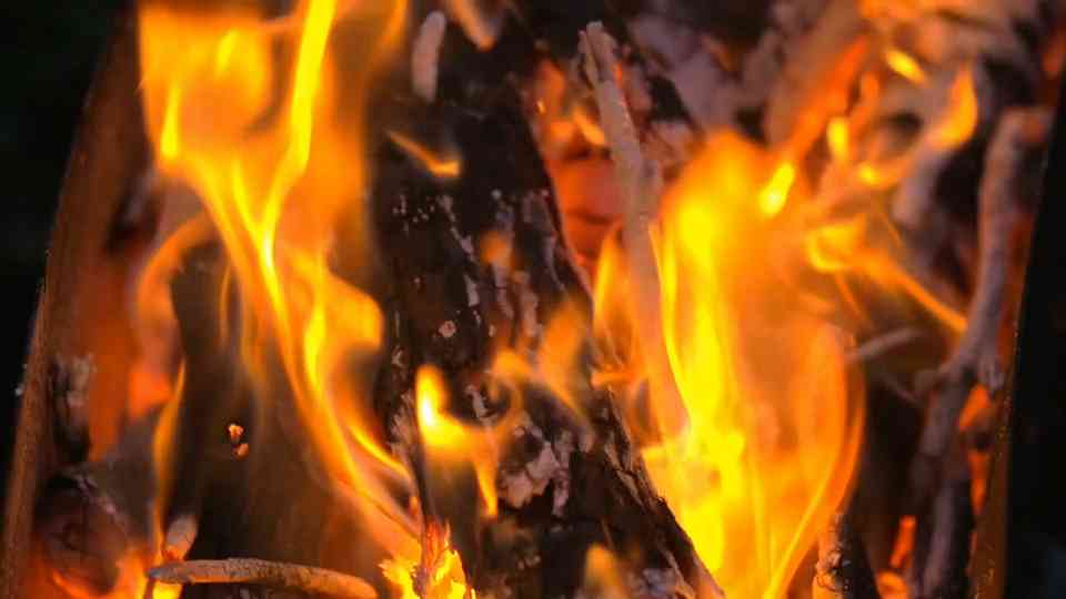 The $12 firewood tree that grows back every time you cut it