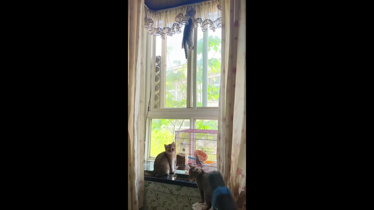 Owner uses water gun to stop cat from climbing window in Hubei, China