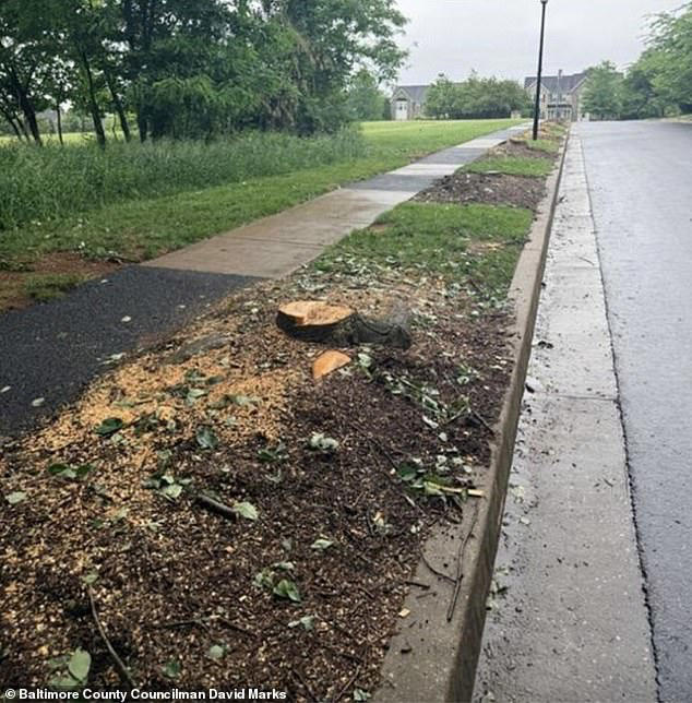 Quaint suburb in Maryland is rocked after their beloved cherry blossom ...