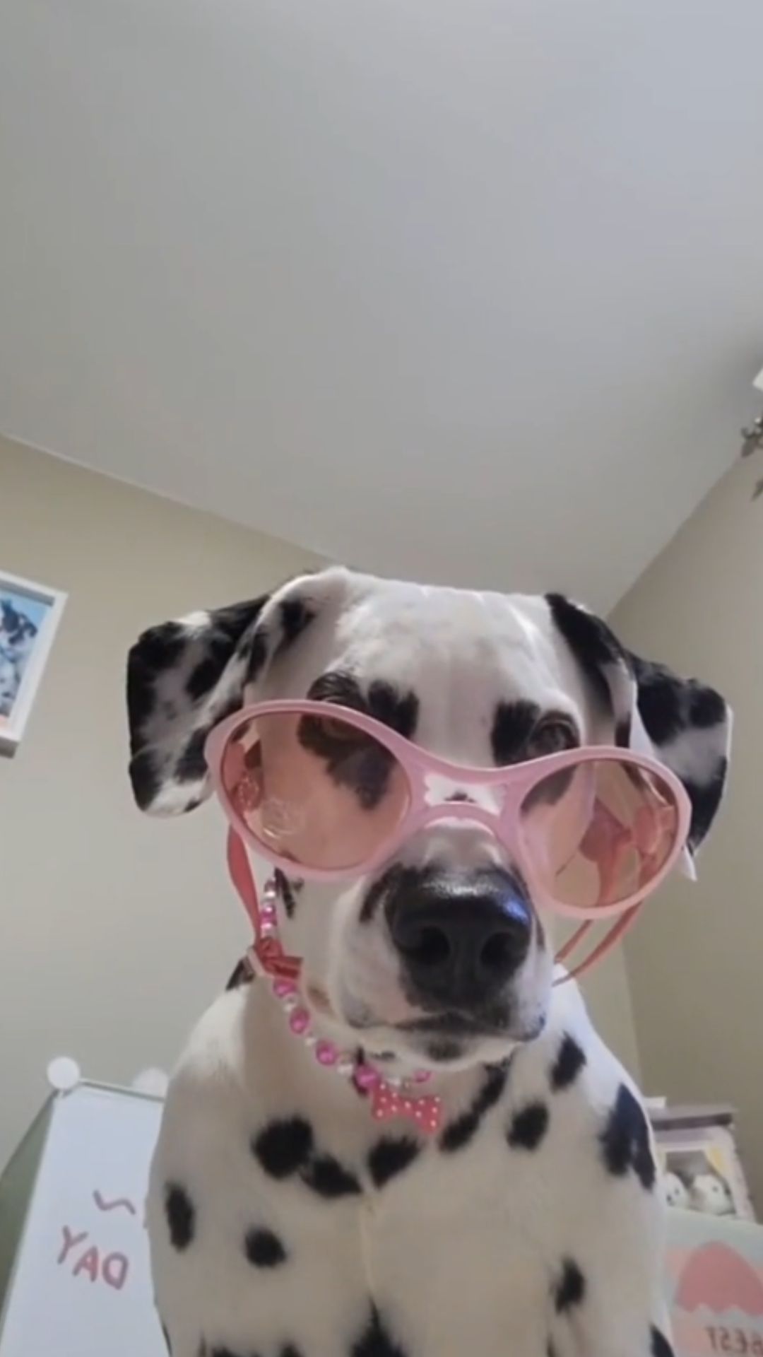 Adorable Keeley shows off her new doggie sunglasses