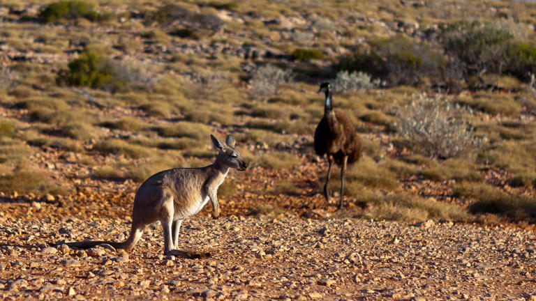 Indigenous lands protect wildlife better than many government parks ...