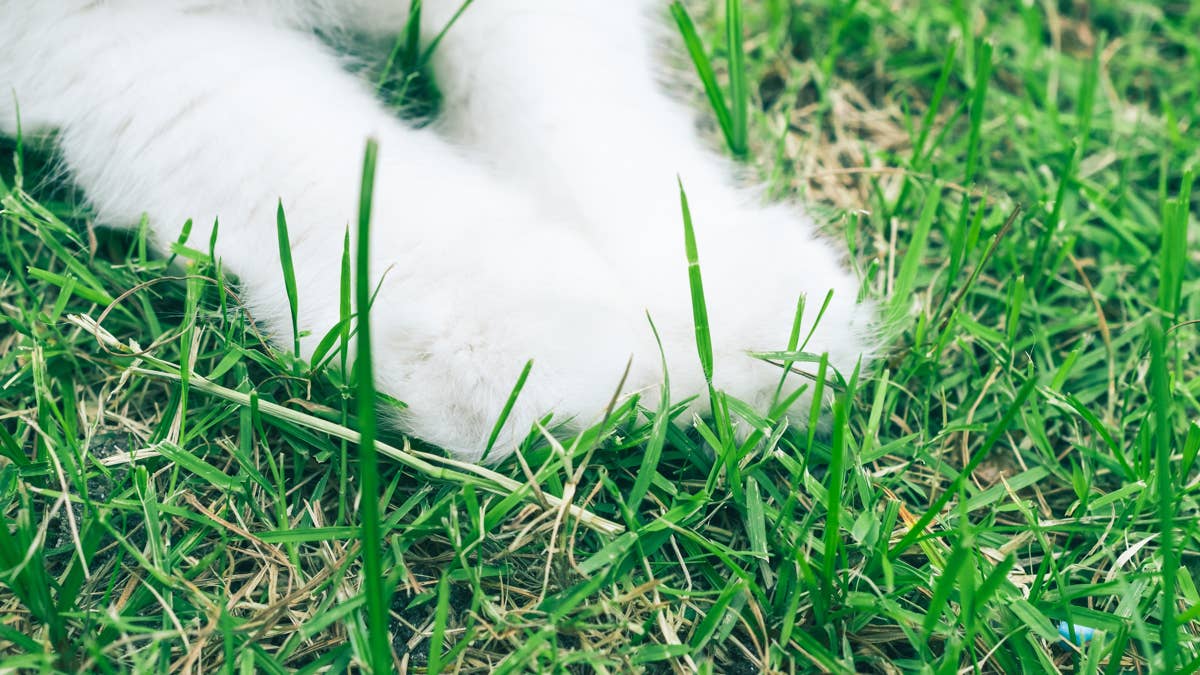Maine coon cat mama’s ‘angel-colored’ kittens are truly divine