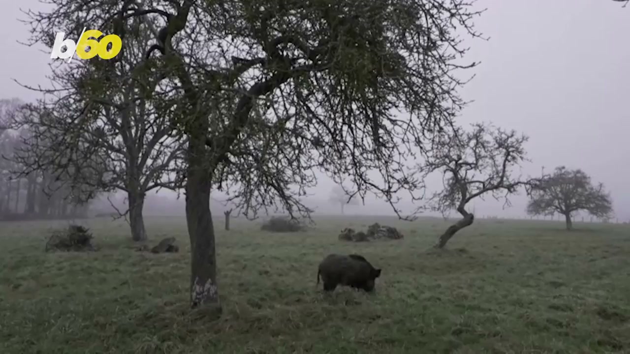This wild boar has found herself caught in a legal battle for survival