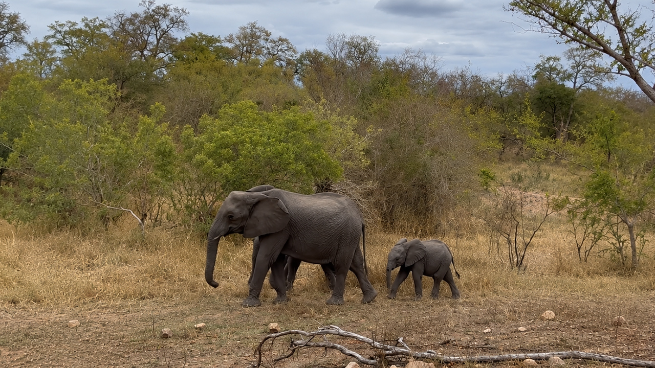 Ik heb een mooie familie olifanten van dichtbij gefilmd in Afrika