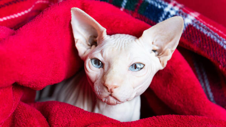 This Sphynx Cats Reason For Loving Car Rides Is Way Too Relatable