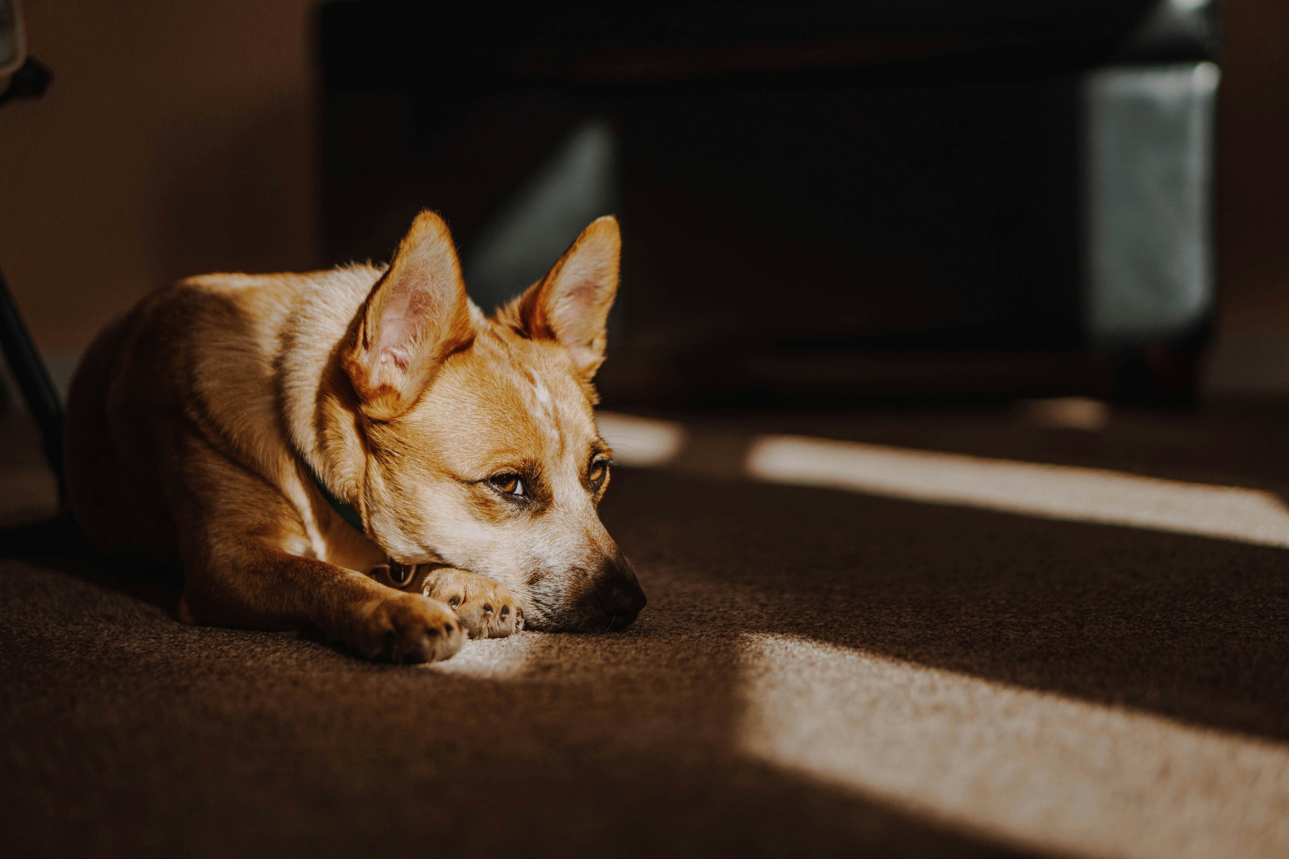 RSCPA Warns Dog Owners Of The Worst Way To Cool Them Down