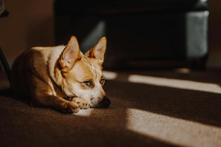 RSCPA Warns Dog Owners Of The Worst Way To Cool Them Down