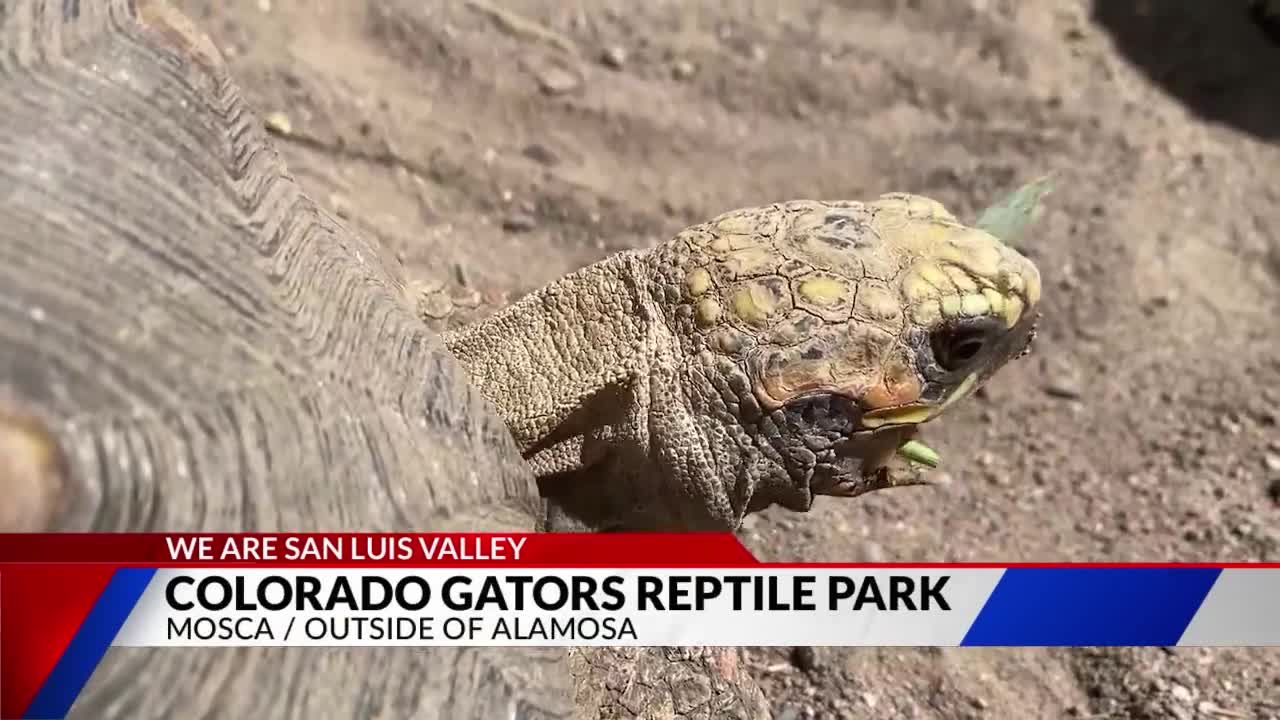 We are San Luis Valley: Want to hold a gator? At the Colorado Gators ...