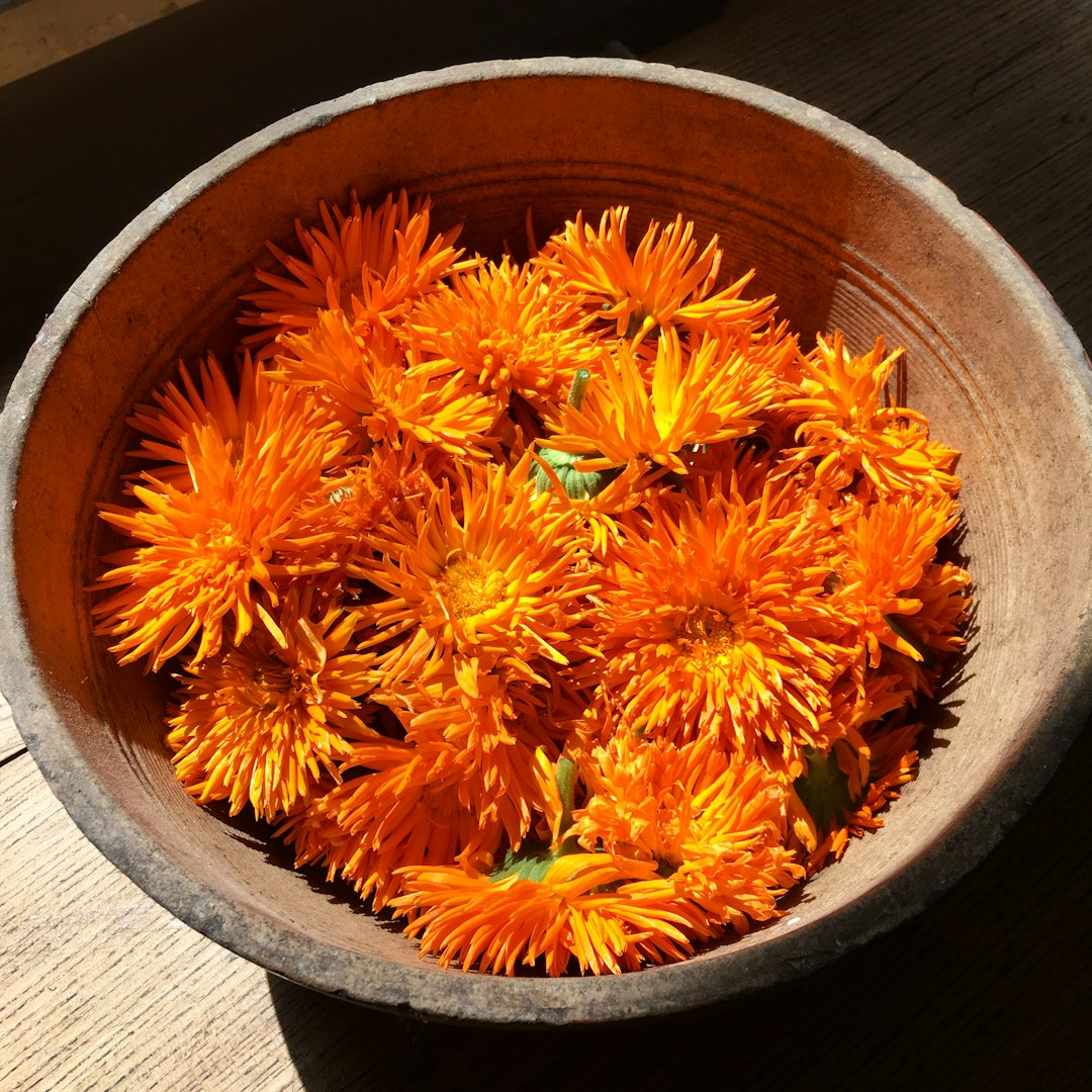 How to grow medicinal herbs in your backyard
