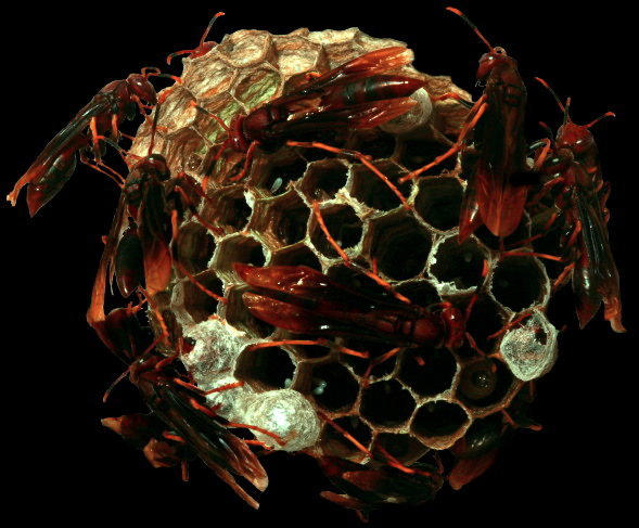Study finds worker wasps keep colony running while others fight for queen
