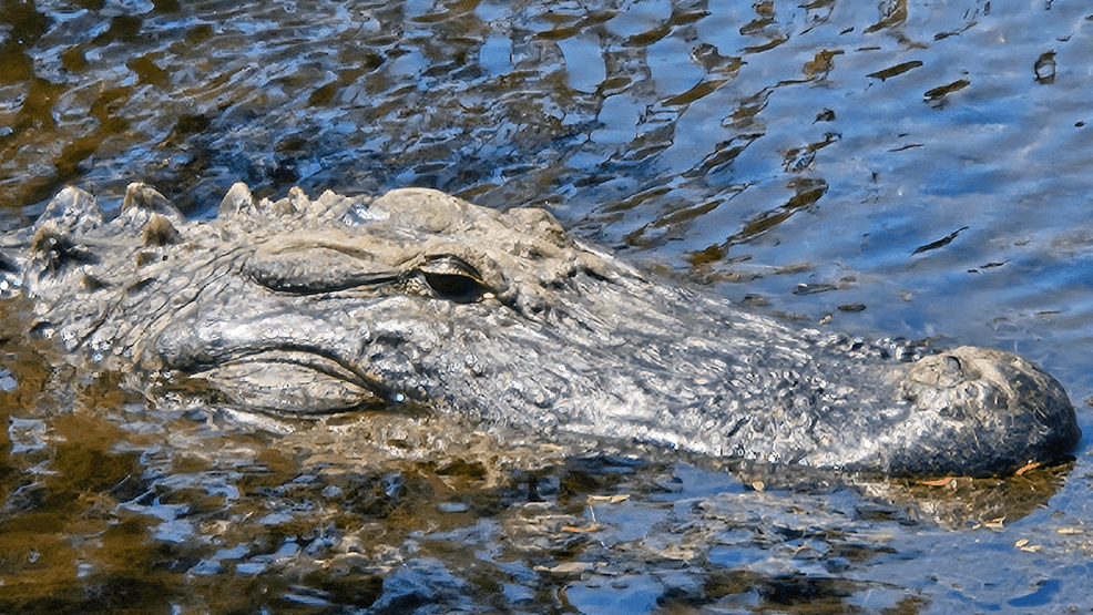 NC Wildlife Resources Commission urges coastal residents and visitors ...