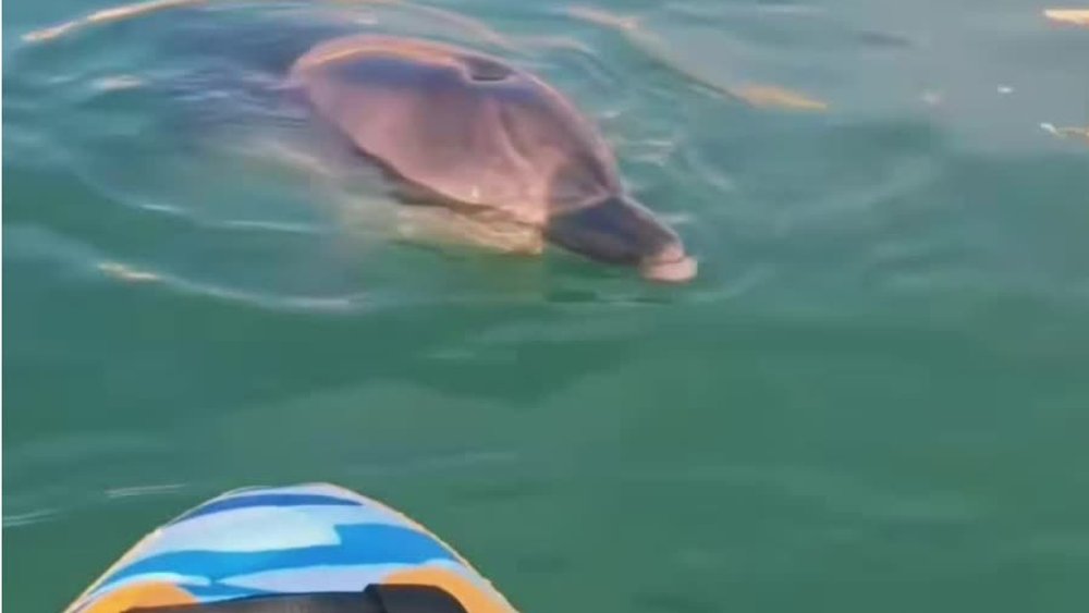 Friendly dolphin delights beachgoers — animal rights activists warn