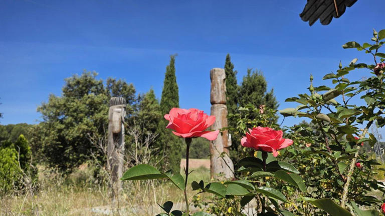 Las rosas rojas de los moais del Bages