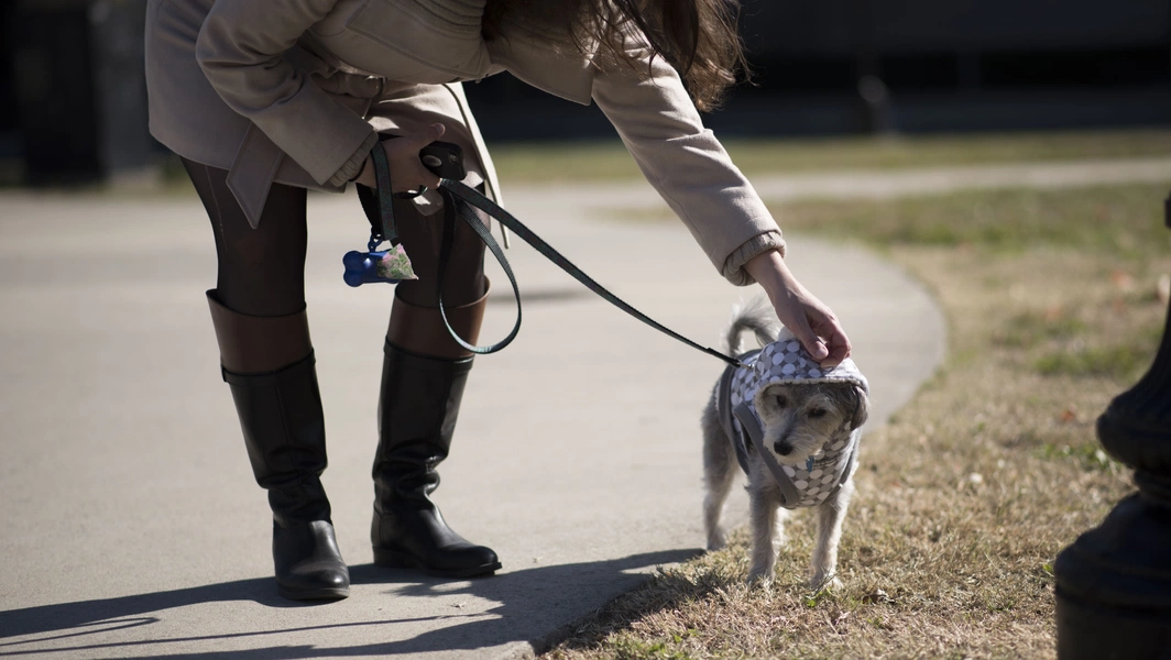 Living with your velcro dog every day