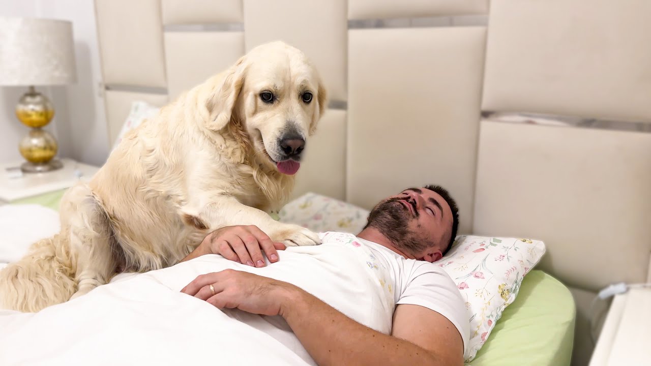 Golden retriever becomes dad’s fluffy alarm clock