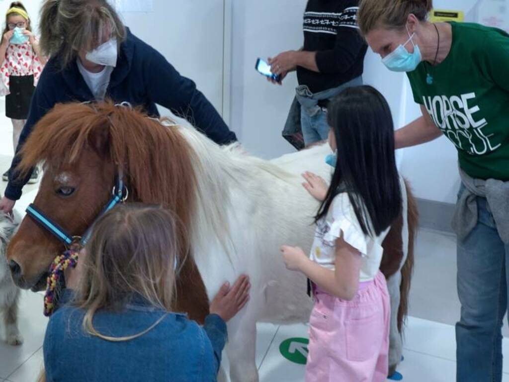 Pet therapy negli ospedali, Candia (AVS): “Finalmente anche in Liguria”