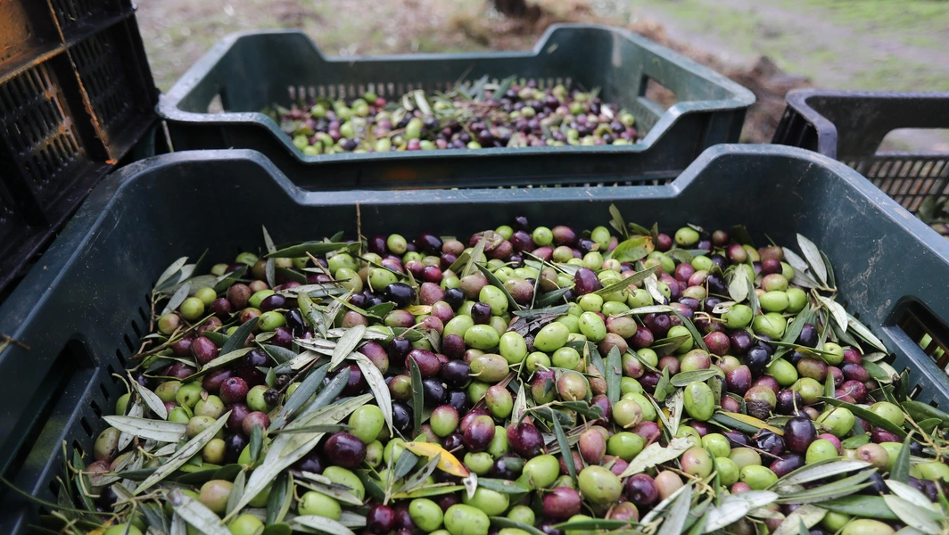 Olive oil secrets every home cook should know