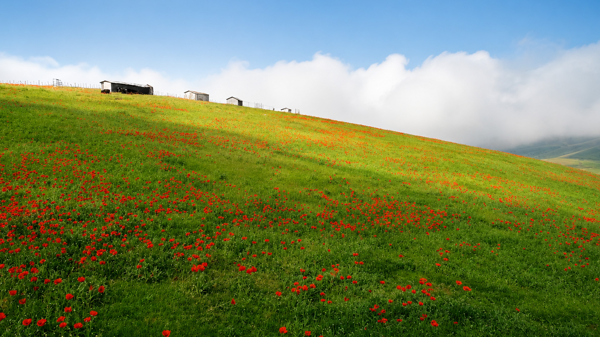 A hidden meadow in the Zagros Mountains of Iran