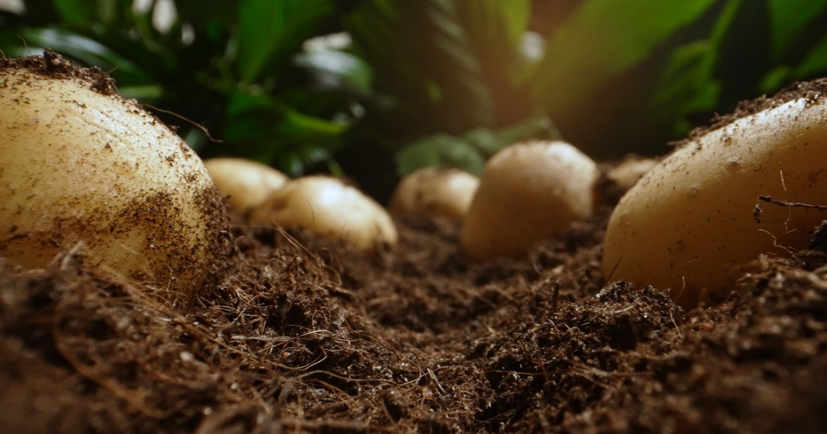Common vegetable helped a population develop a genetic superpower ...