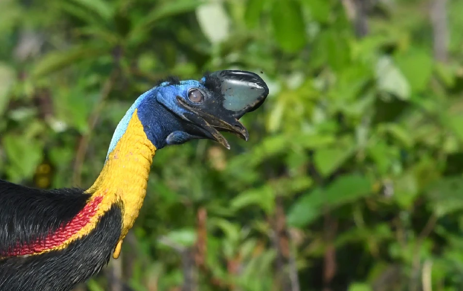 Cassowary casques found to glow under UV light
