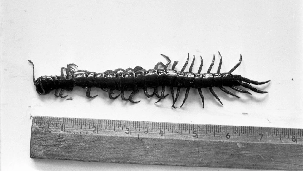 Martha Stewart promotes non-toxic centipede control tips