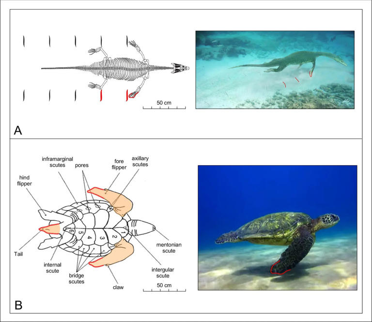 Italian climbers find trace fossils of sea turtles that were fleeing an ...