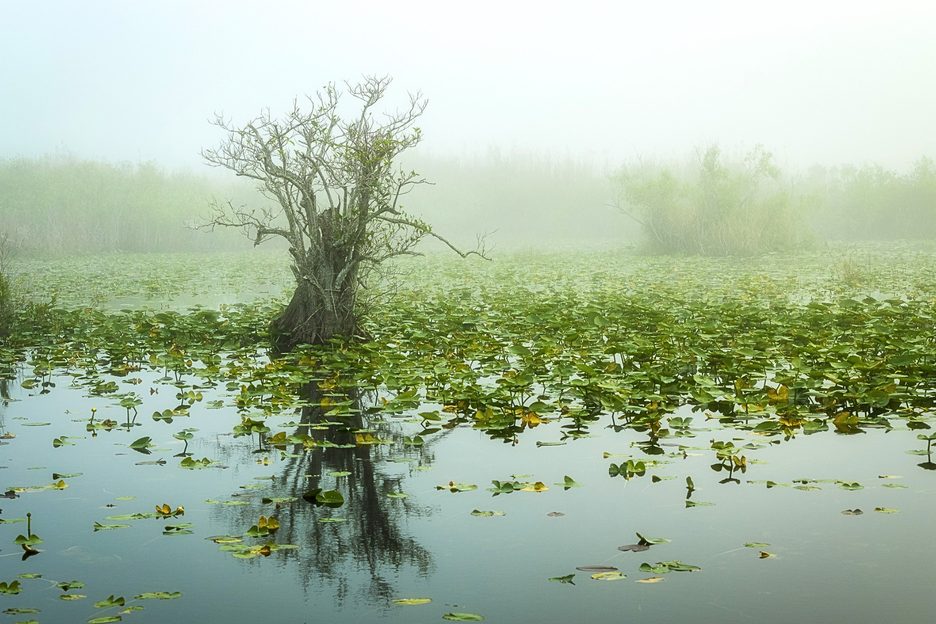 A carnivore has moved into Florida's Everglades – and it's threatening ...