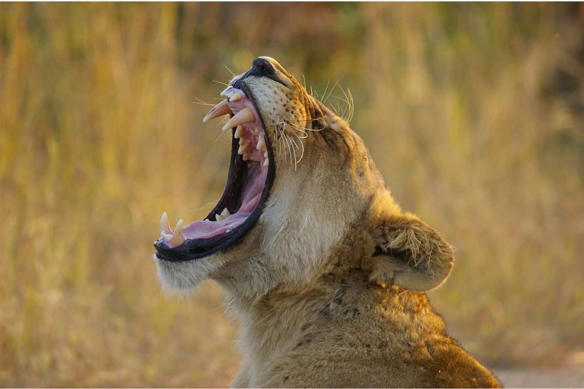 Lion attack leaves Mpumalanga farmer traumatised [video]