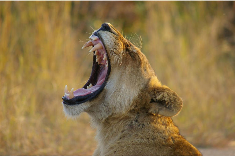 Lion attack leaves Mpumalanga farmer traumatised [video]