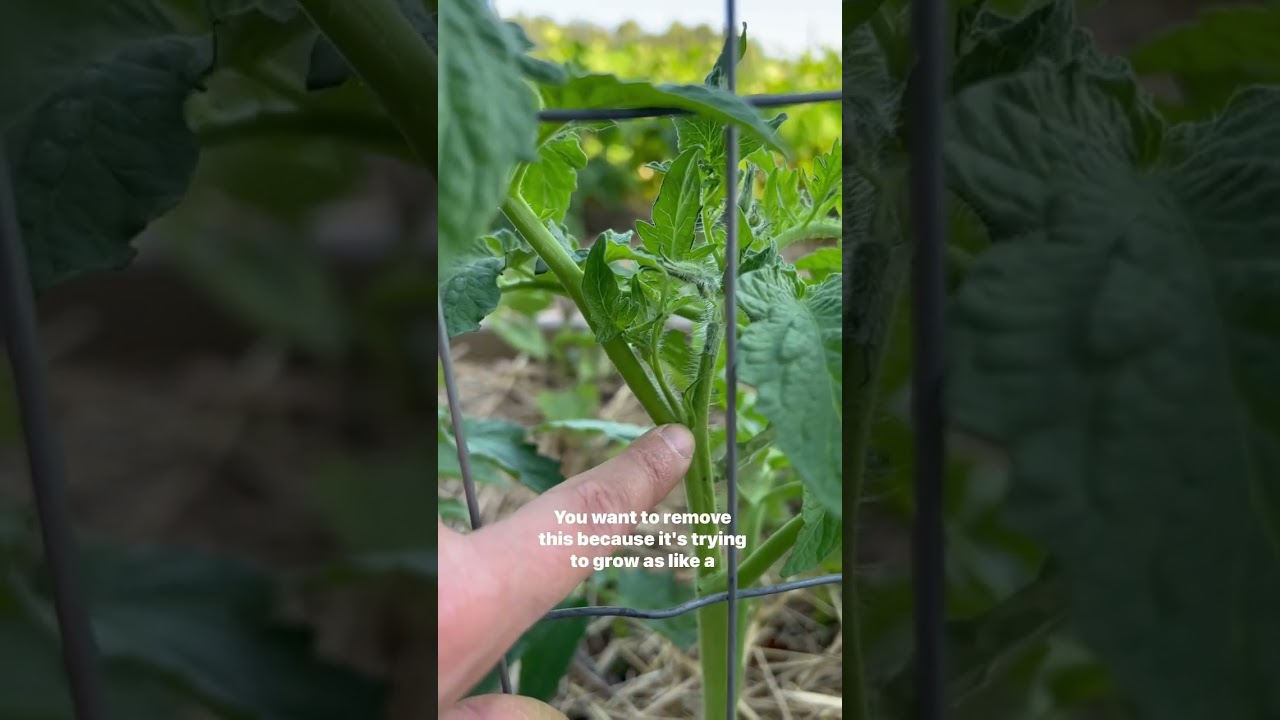 Prune tomato plants correctly for healthier higher yields
