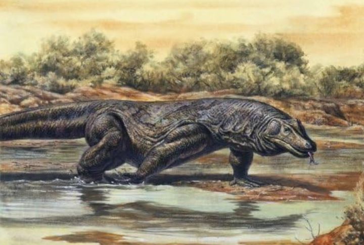 10 things you probably didn't know about Australia's biggest animals