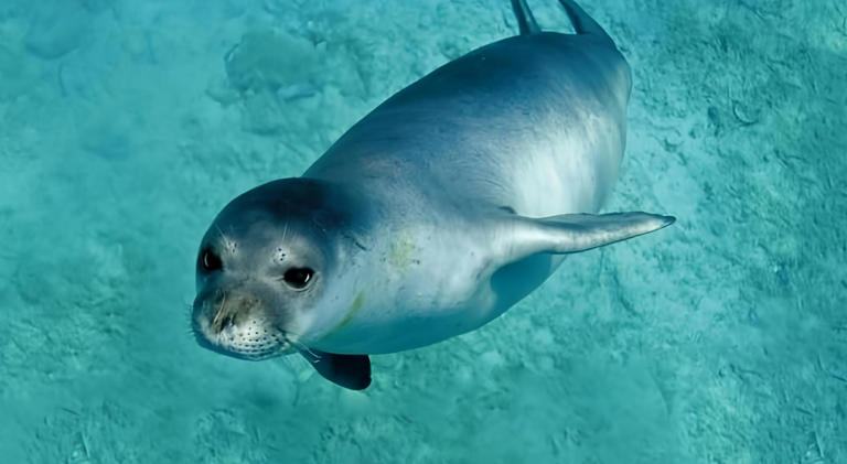 DNA in mare per seguire il ritorno della foca monaca nel Mediterraneo ...