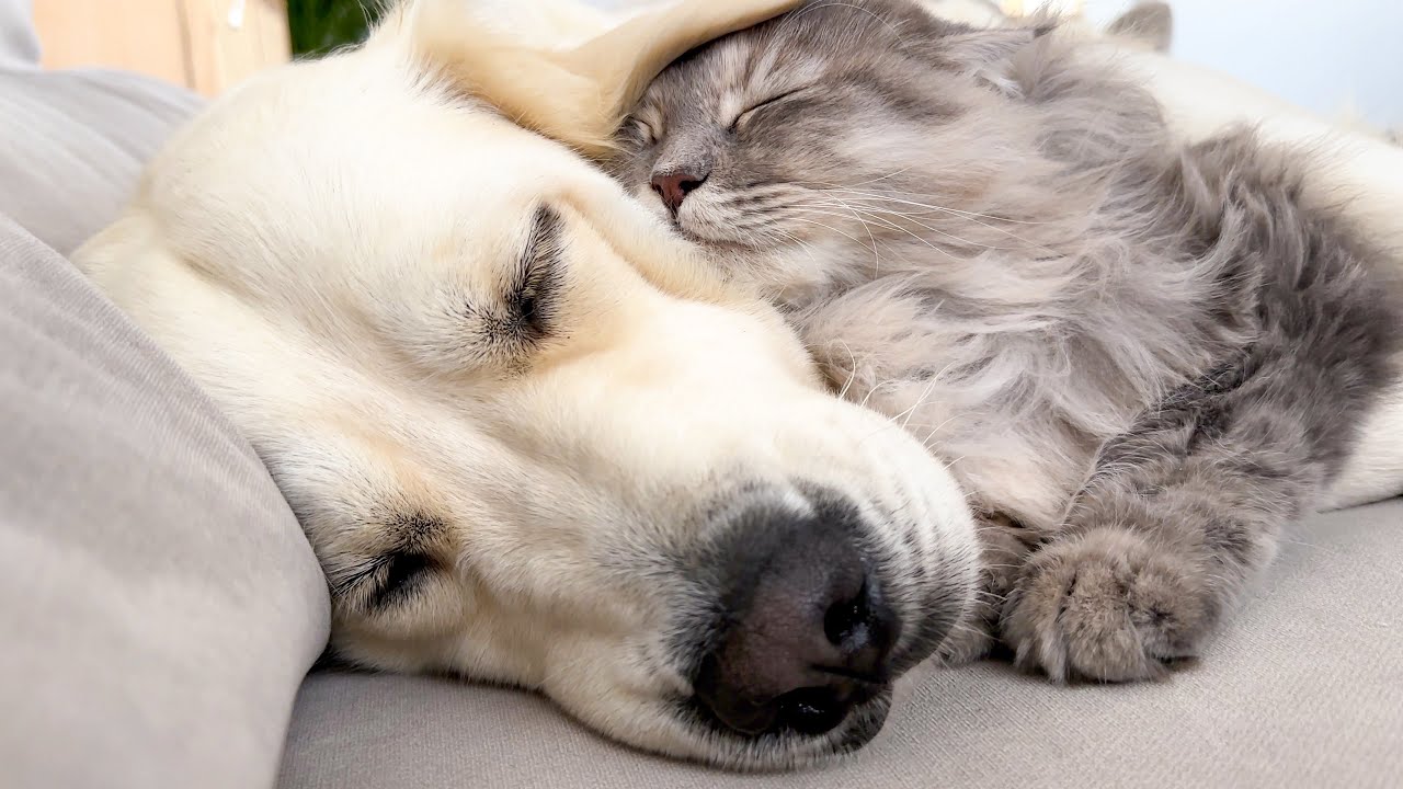 A sleepy cat cuddles her golden retriever best friend