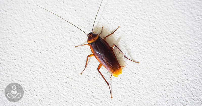 Natural scents that cockroaches absolutely cannot tolerate