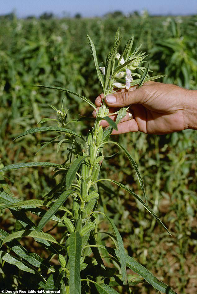 The health benefits of tahini: Experts reveal why we should all be ...