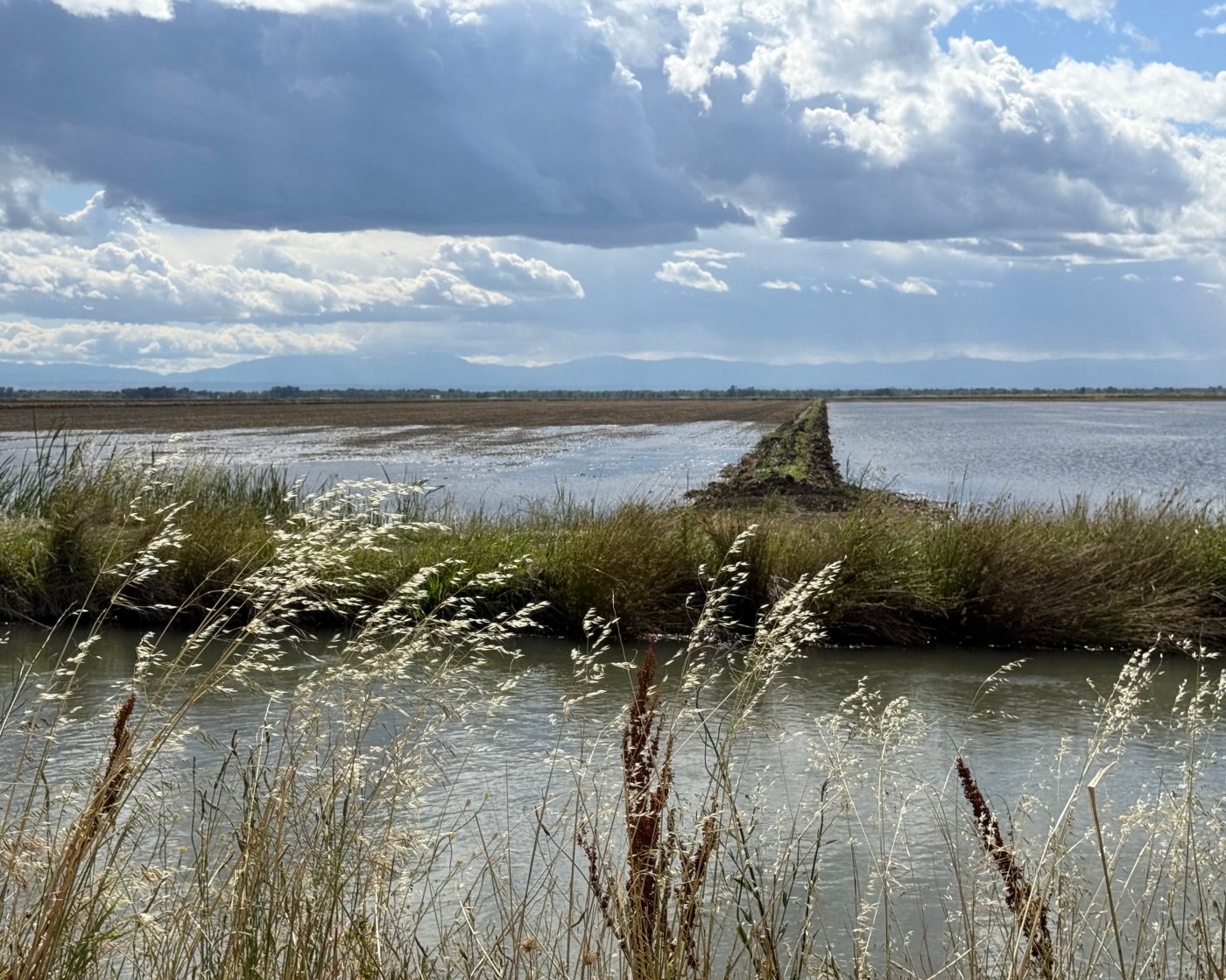 Butte County farmers on 'time crunch' to sow rice