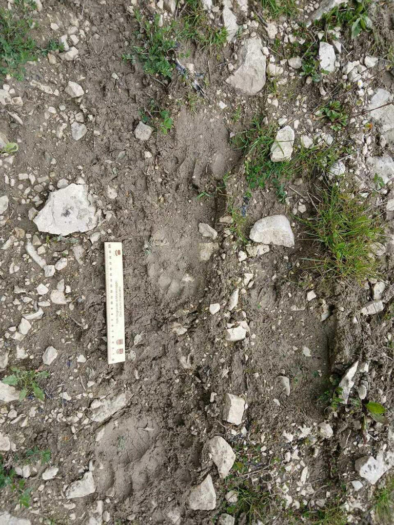 L'orso bruno torna nel Parco Regionale dei Monti Simbruini: l'incontro ...