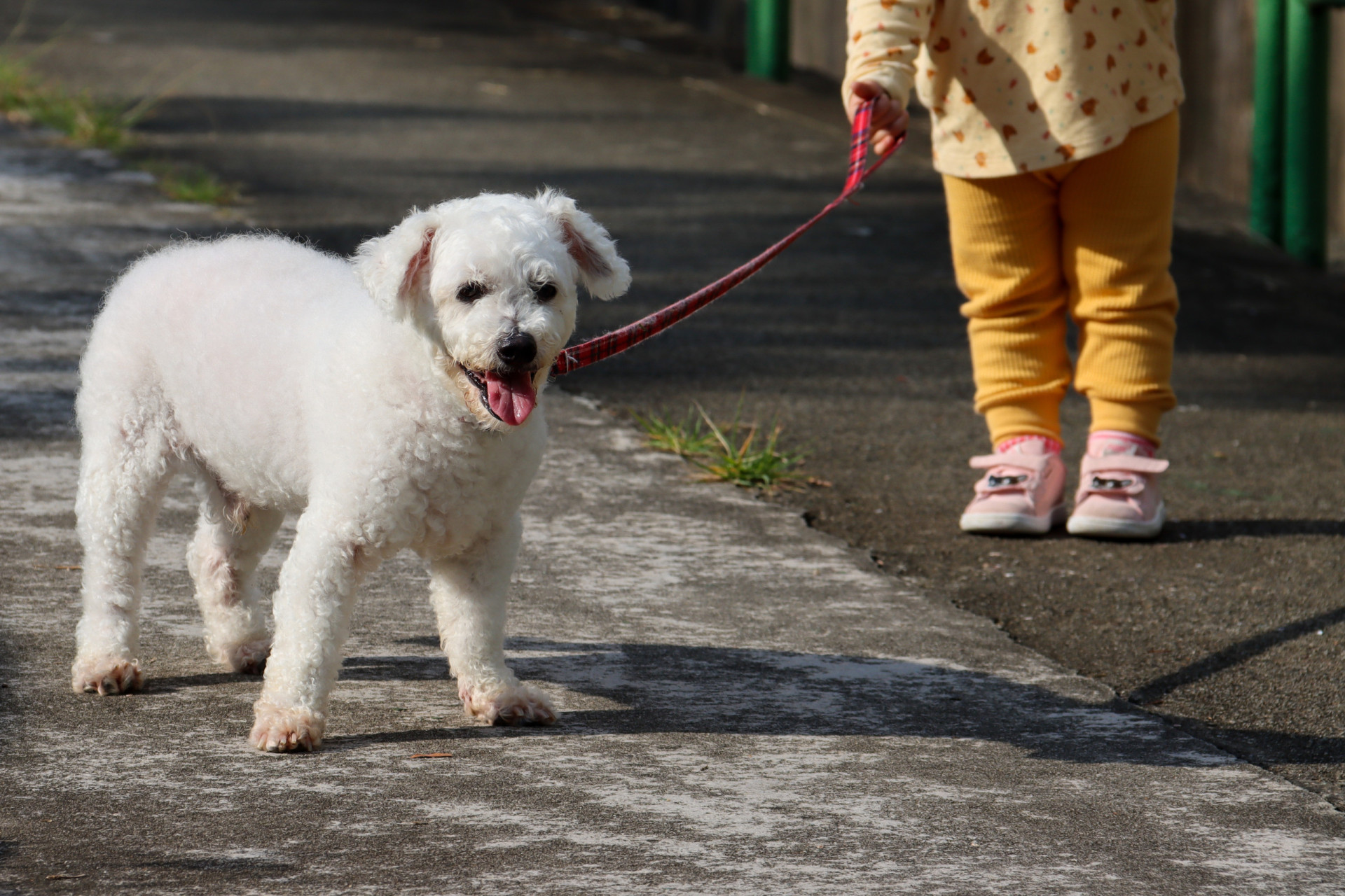 Vous adoptez votre premier chien ? Les meilleures races