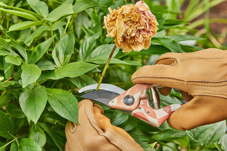 We asked a pro gardener how to deadhead peonies — his top tips for new ...